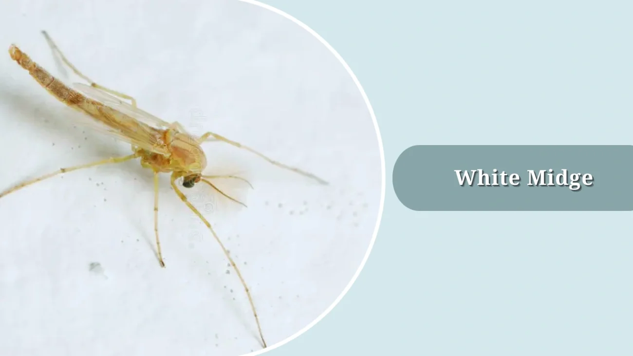 25 Types of Midge: Identification With Picture