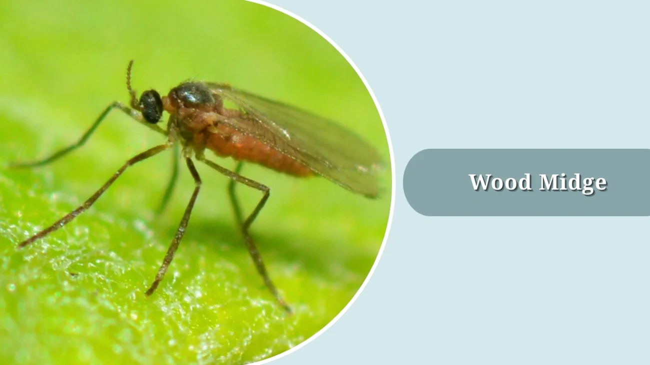 25 Types of Midge: Identification With Picture