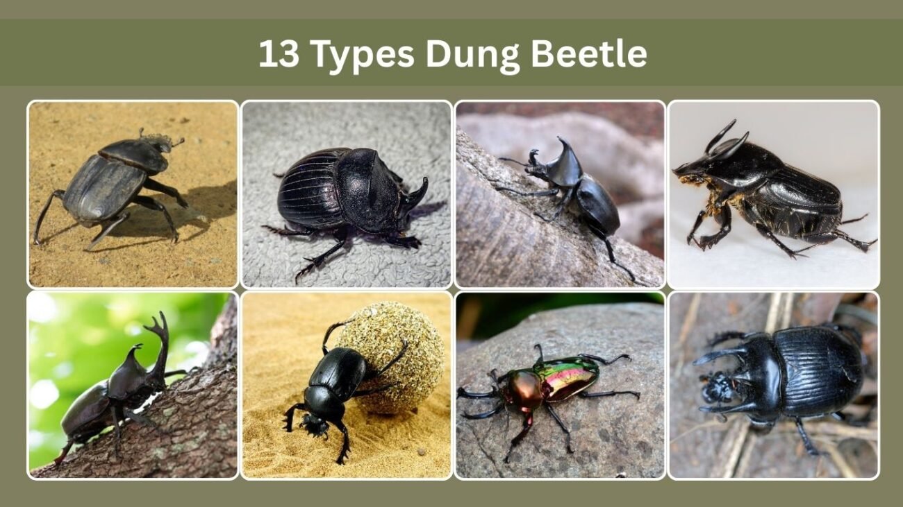 13 Types Dung Beetle: Identification, Habitat, Behavior, Diet and Lifecycle