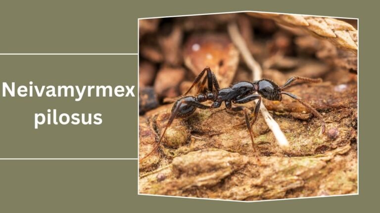 15 Types of Army Ant: Identification, Habitat, Behaviors and Diet