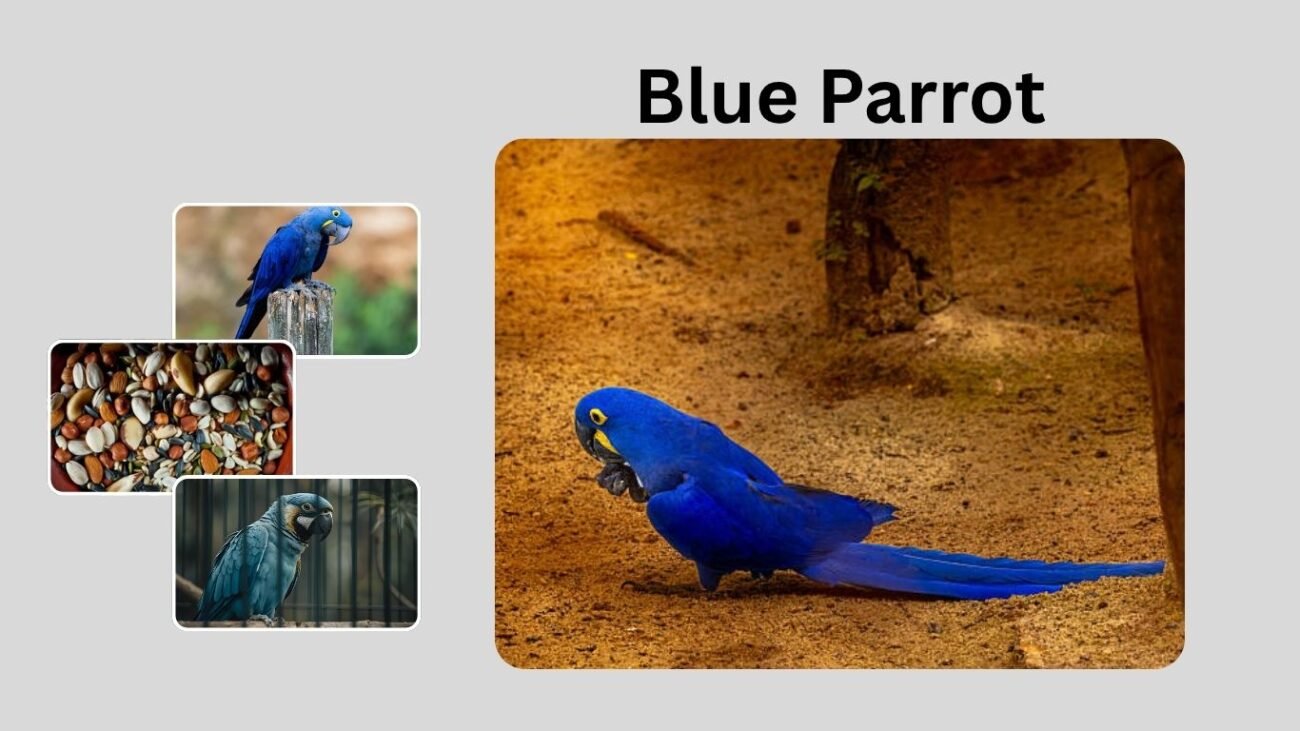 Blue Parrot: Types, Facts, and Pet Care Guide