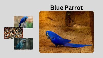 Blue Parrot: Types, Facts, and Pet Care Guide