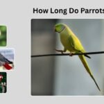 How Long Do Crows Live? (Complete Lifespan Guide by Species and Region)