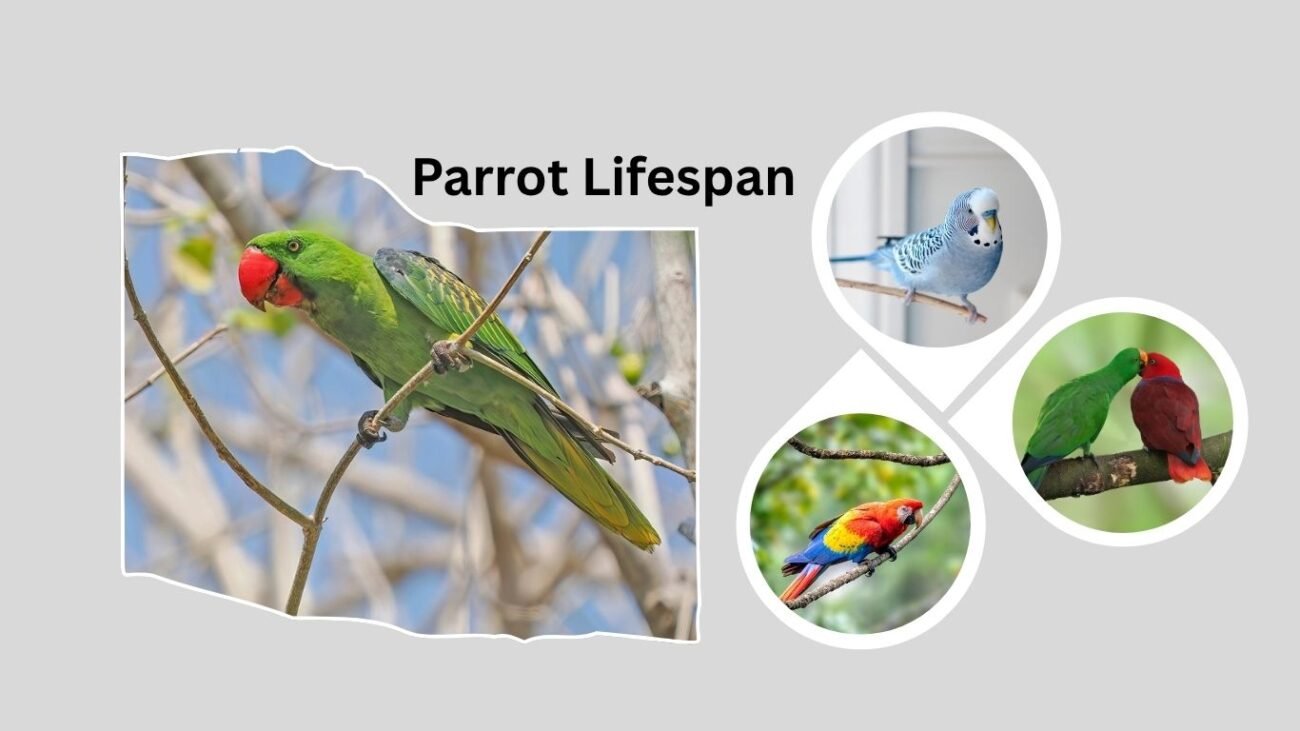 Parrot Lifespan: How Long Do Parrots Live by Species and Care