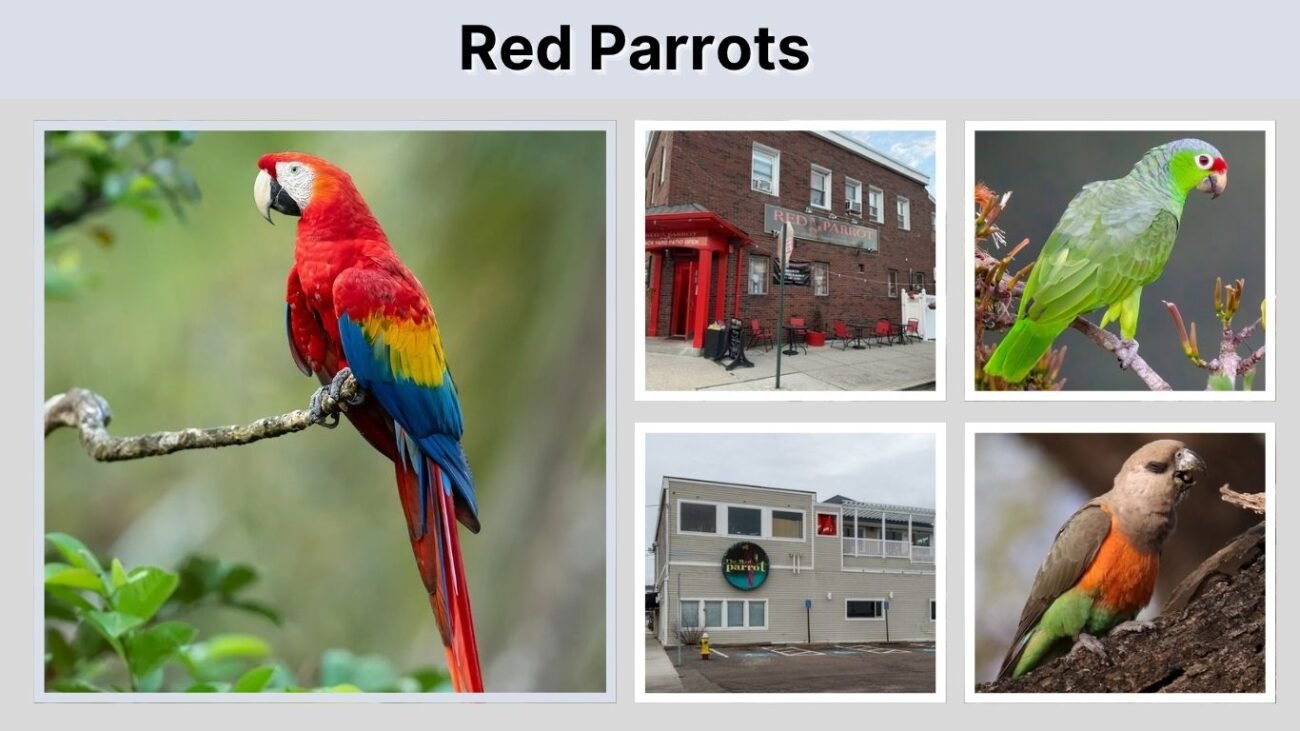 Red Parrots: Traits, Types, and Interesting Facts