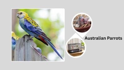 Australian Parrots: Species, Identification, and Habitat Guide