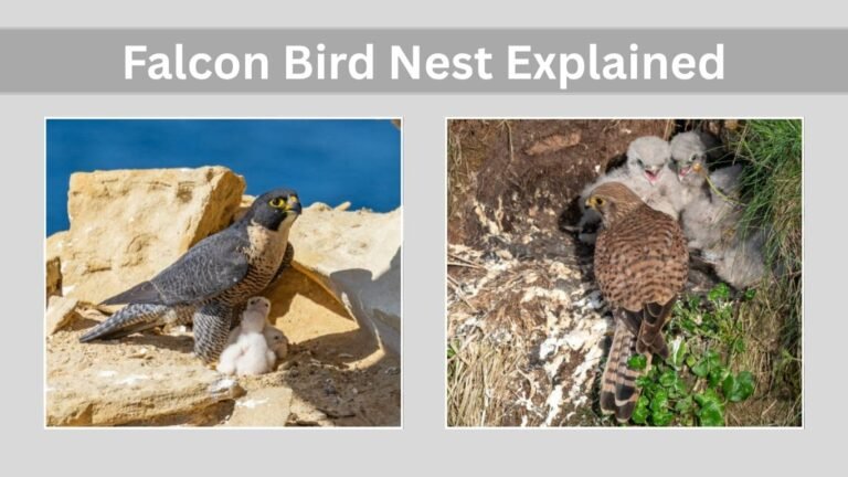 Falcon Bird Nest Explained: Locations, Behavior, and Hidden Habits