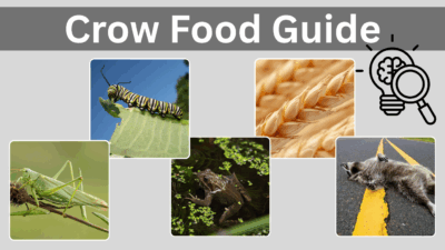 Crow Food Guide: What Do Crows Eat and Love the Most?