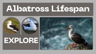Wandering Albatross: Size, Wingspan, Habitat & Facts