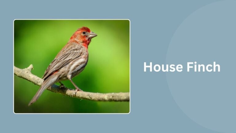 25 Types of Finches: Identification with Picture