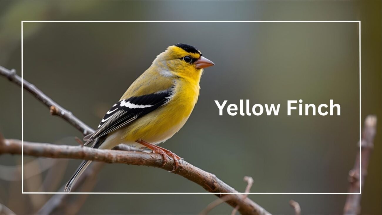 Yellow Finch: Identification, Behavior, Diet and Lifestyle