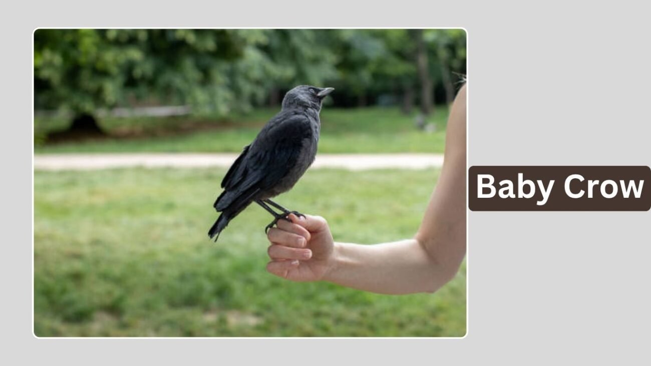 African Crow: Identification, Habitat, Behavior, and Lifespan
