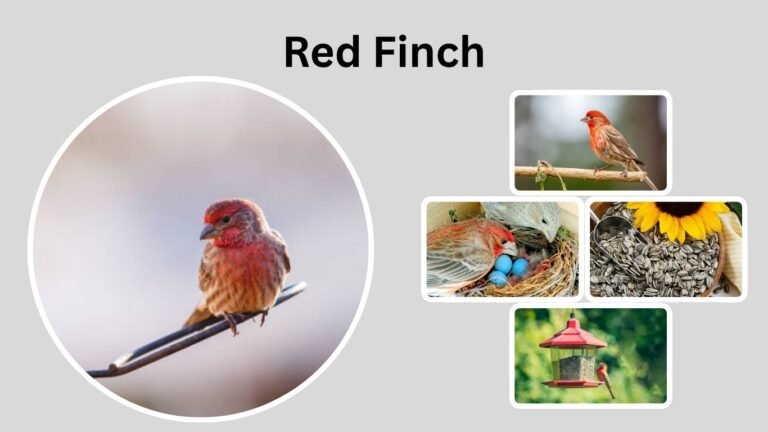 Red Finch: Identification, and Fascinating Facts