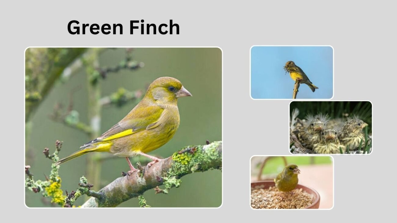 Green Finch Bird: Identification, Habitat, Behavior, and Unique Traits