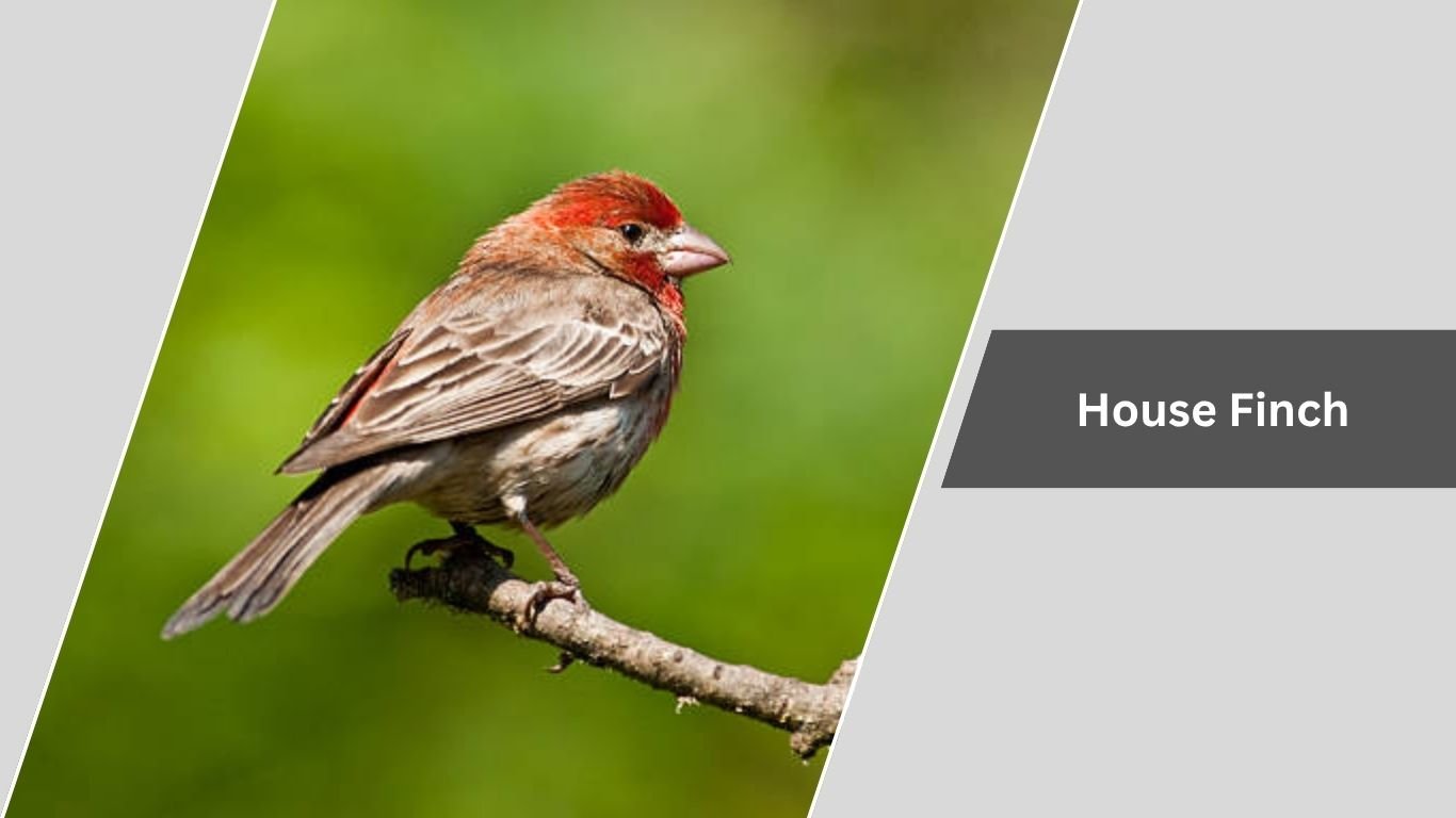 15 Types of Finch Species: Identification with Picture
