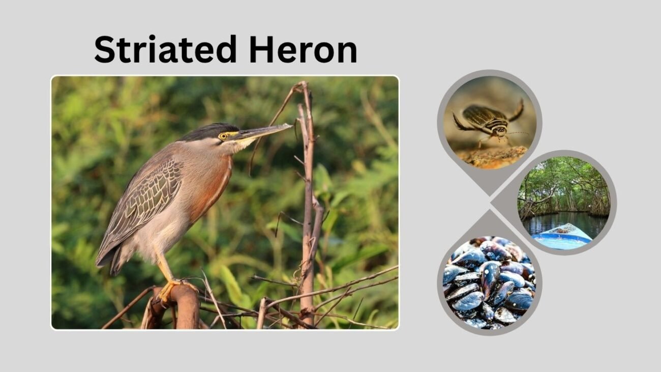 Striated Heron: Habitat, Range, Behavior, and Identification