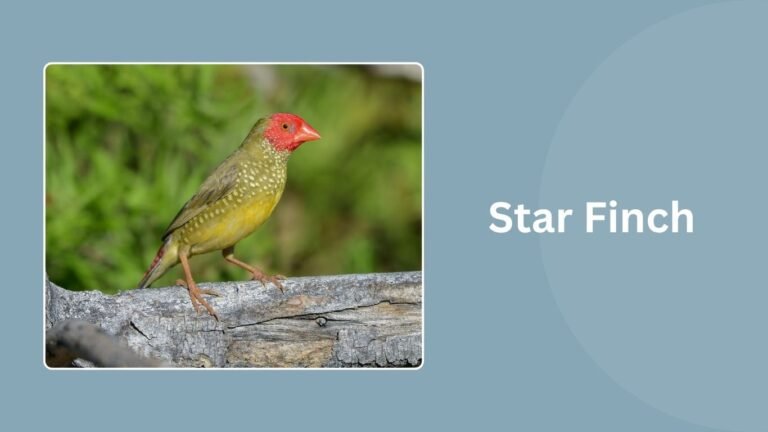 25 Types of Finches: Identification with Picture