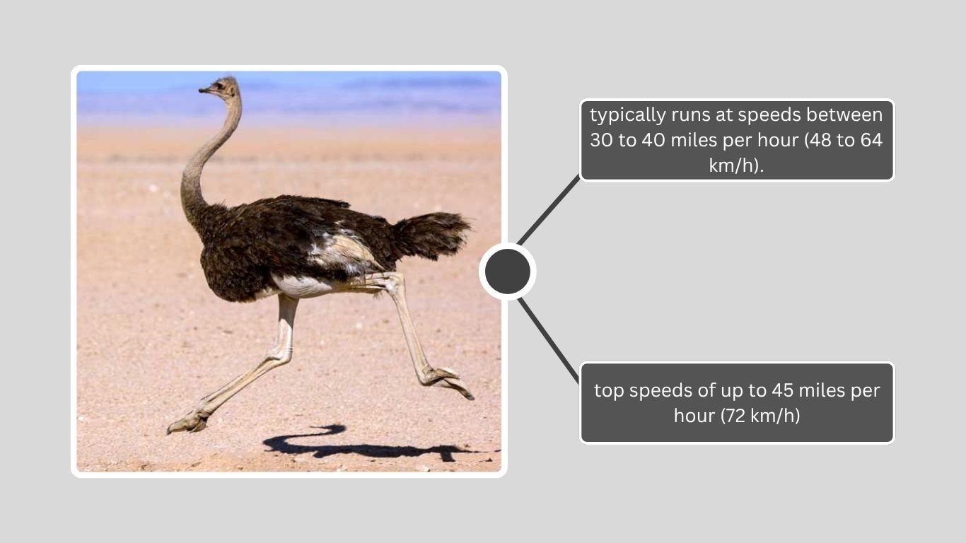 How Fast Does an Ostrich Go: Speed, Movement, and Adaptations