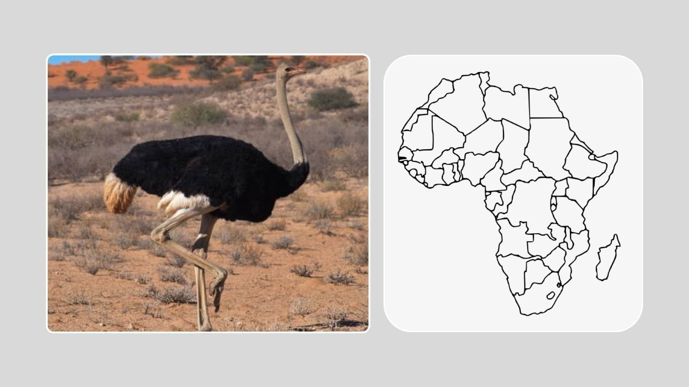 Where Do Ostriches Live: Facts About Their Environments