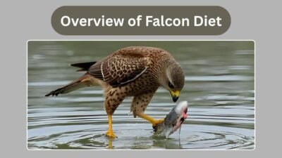 What Do Falcon Birds Eat: Exploring the Diet of Nature’s Fastest Hunters