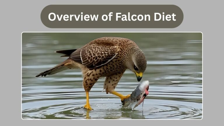 What Do Falcon Birds Eat: Exploring the Diet of Nature’s Fastest Hunters