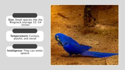 Blue Parrot: Types, Facts, and Pet Care Guide