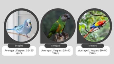 Parrot Lifespan: How Long Do Parrots Live by Species and Care