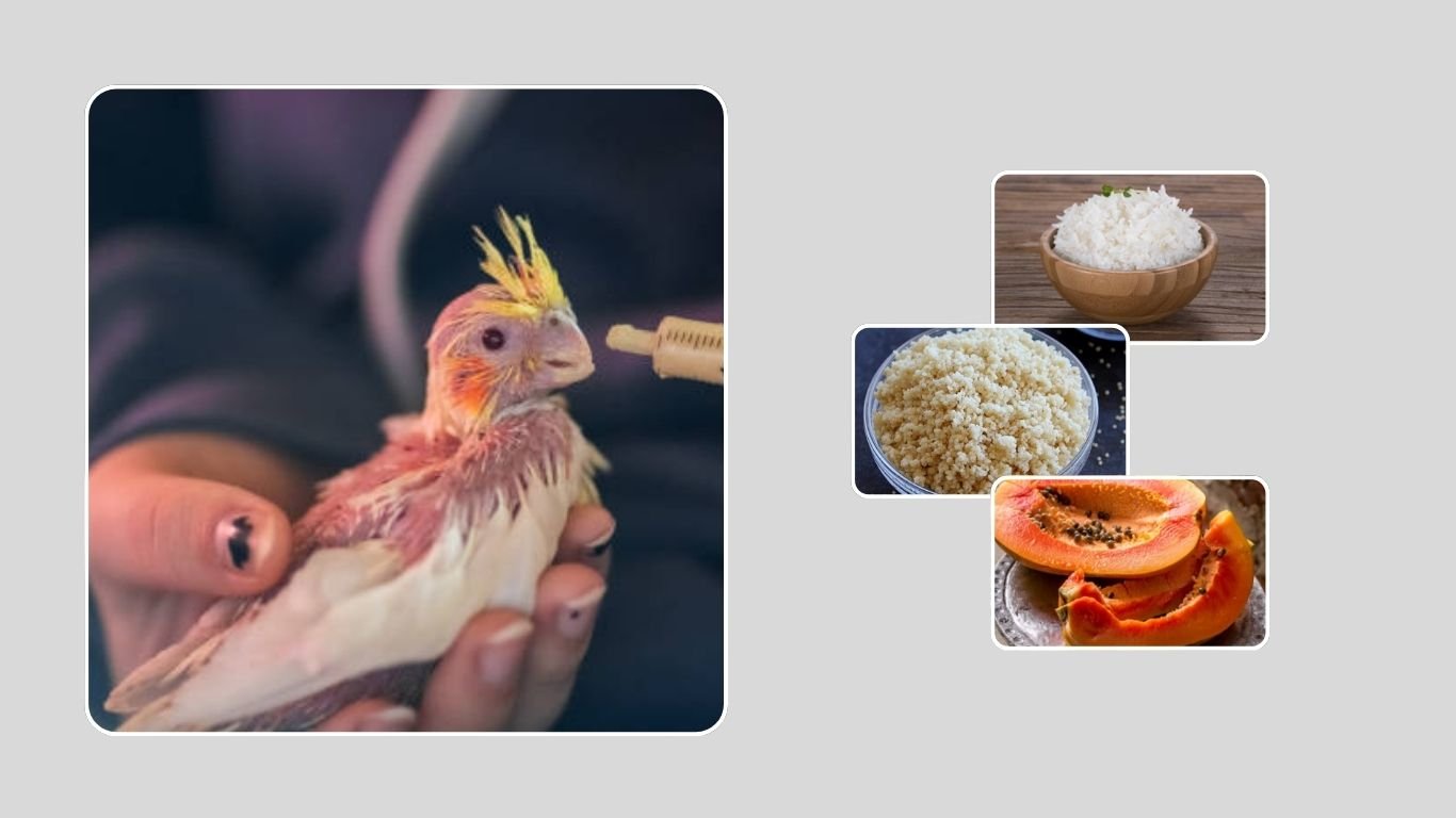 Baby Parrots: Diet, Breeds, and How to Raise Them