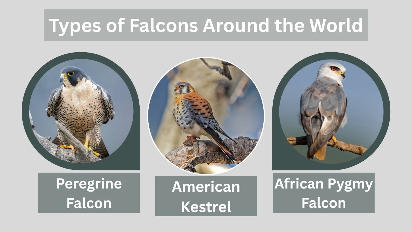 Pet Falcon: Everything You Need to Know Before Owning One
