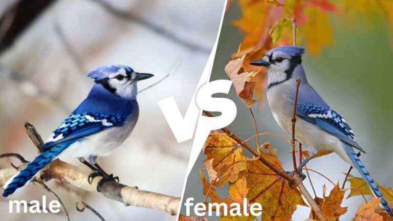 Female Blue Jay Bird: Identification, Traits, and Differences