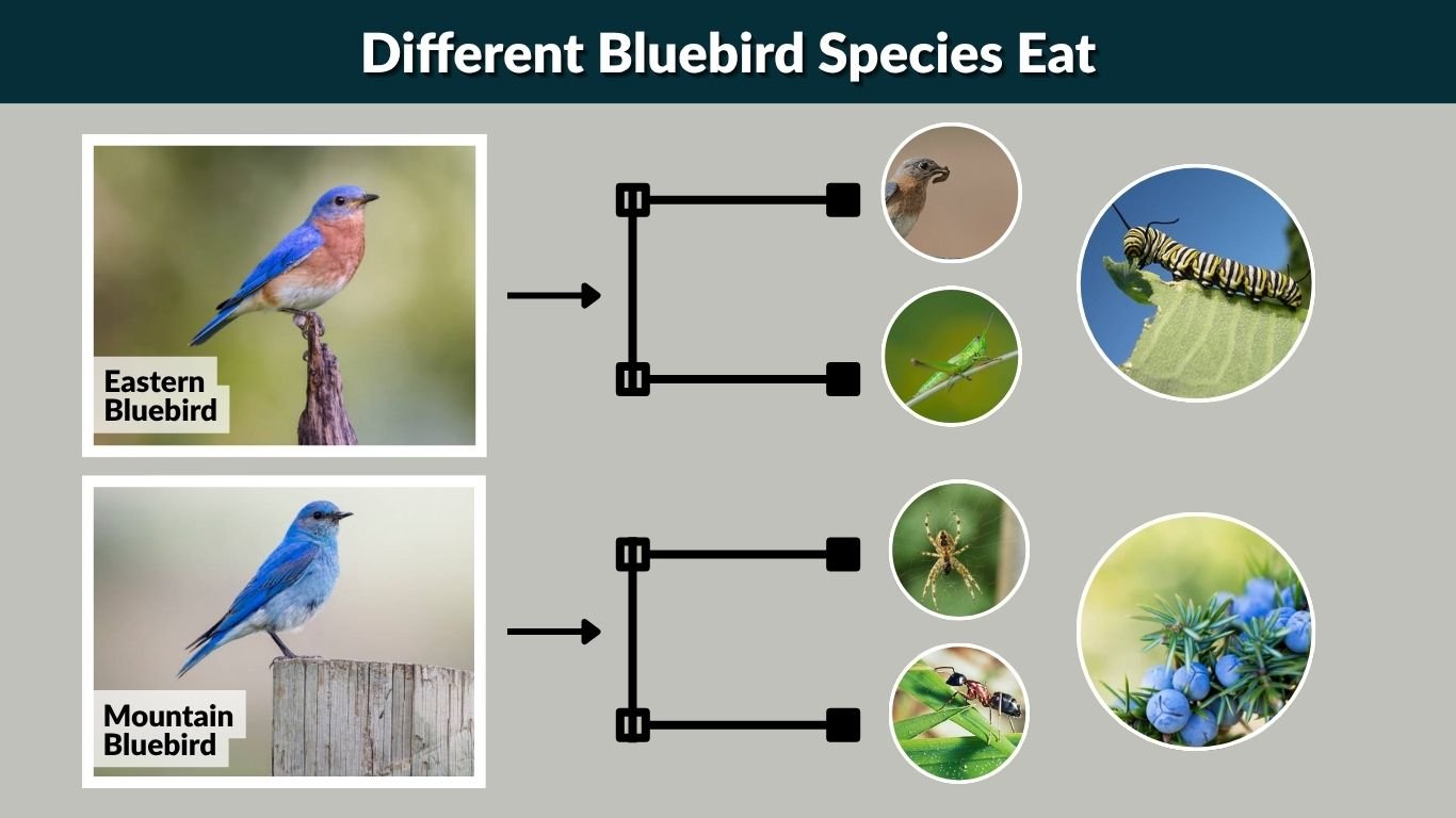 What Do Bluebirds Eat? Complete Guide to Their Diet and Feeding Habits