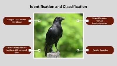 American Crow: Identification, Habitat, Behavior, and Lifespan