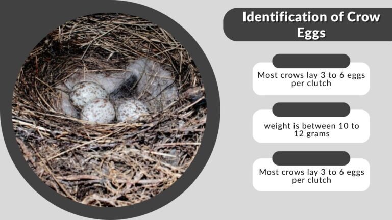 Crow Eggs: Appearance, Nesting Habits, and Fascinating Facts