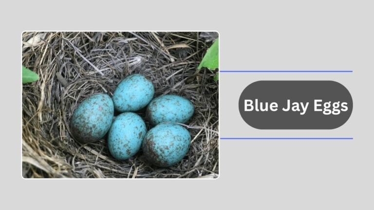 Blue Jay Eggs: Color, Size, Laying Habits, and Hatching