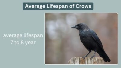 How Long Do Crows Live? (Complete Lifespan Guide by Species and Region)