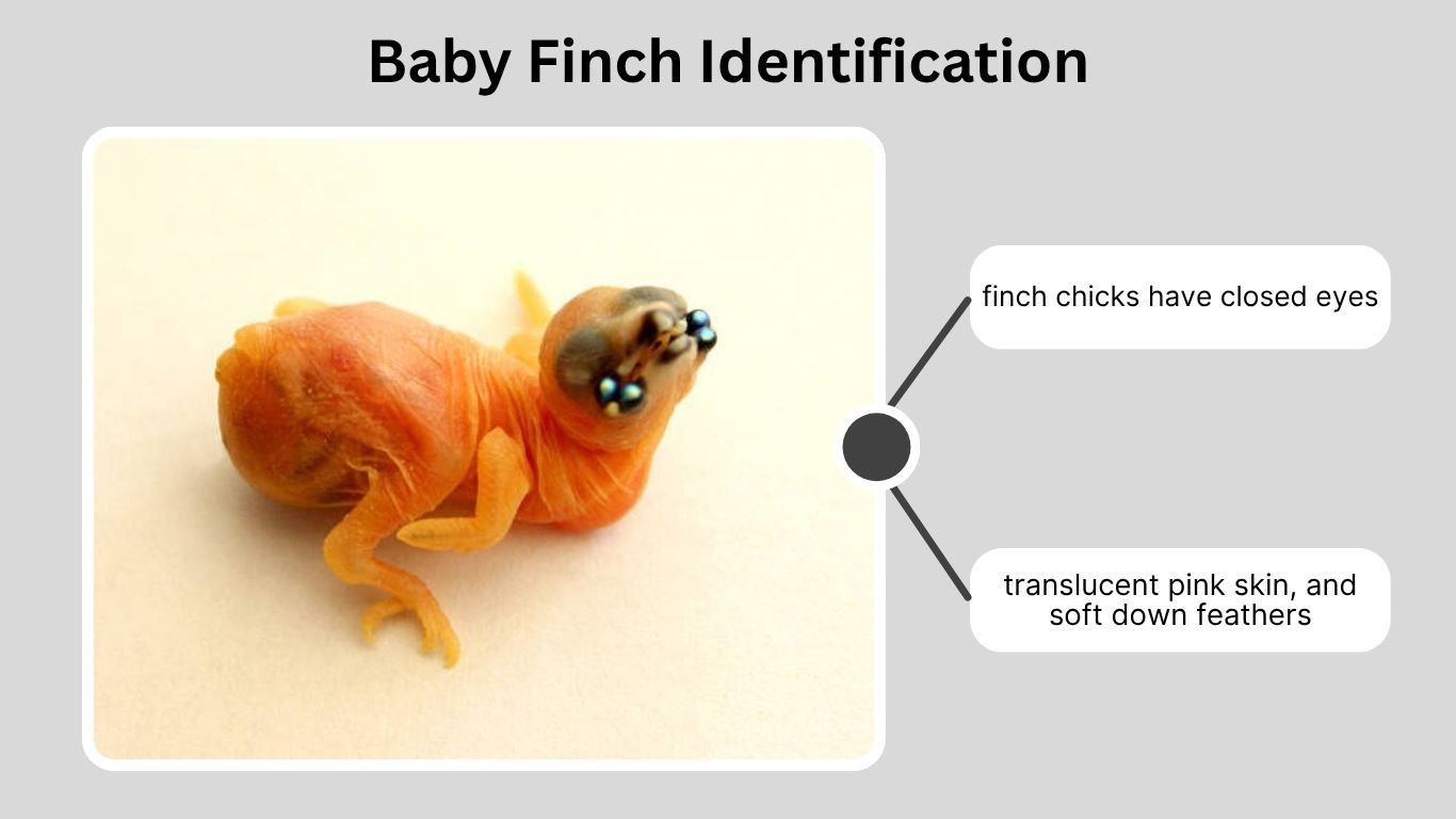 Baby Finch: Growth, Care, Feeding, and Nesting Stages