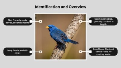 Blue Finches: Identification Types, Habitat, and Unique Traits