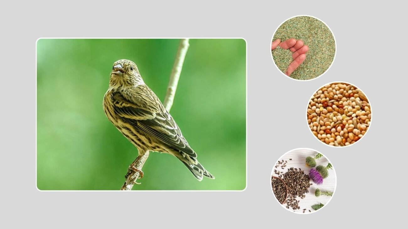 Finch Food Explained: Seeds, Pellets, and Natural Diet Tips