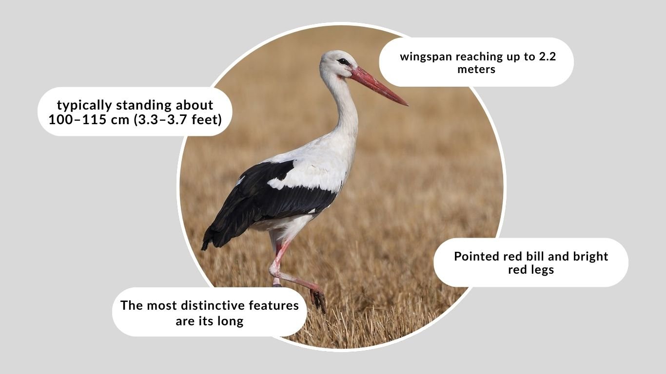 White Stork Bird: Appearance, Habitat, Migration, and Meaning