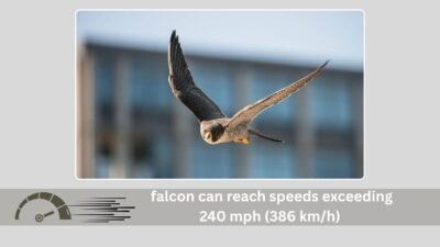 Peregrine Falcon: The Fastest Bird in the World