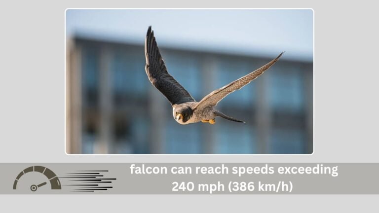 Peregrine Falcon: The Fastest Bird in the World