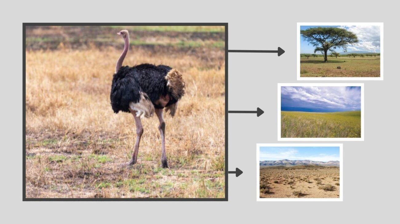 Ostrich: Facts, Speed, Eggs, and Unique Adaptations