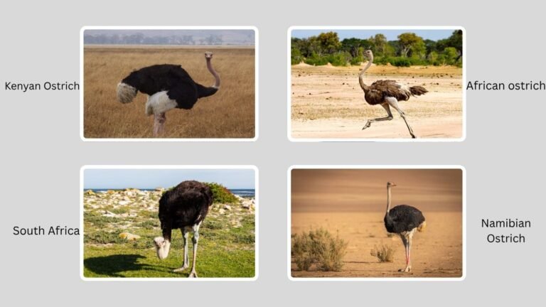 How Fast Can an Ostrich Run: Speed, Distance, and Facts