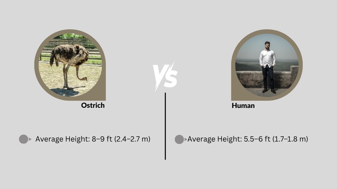 How Tall Is an Ostrich: Average Height, Growth, and Comparison