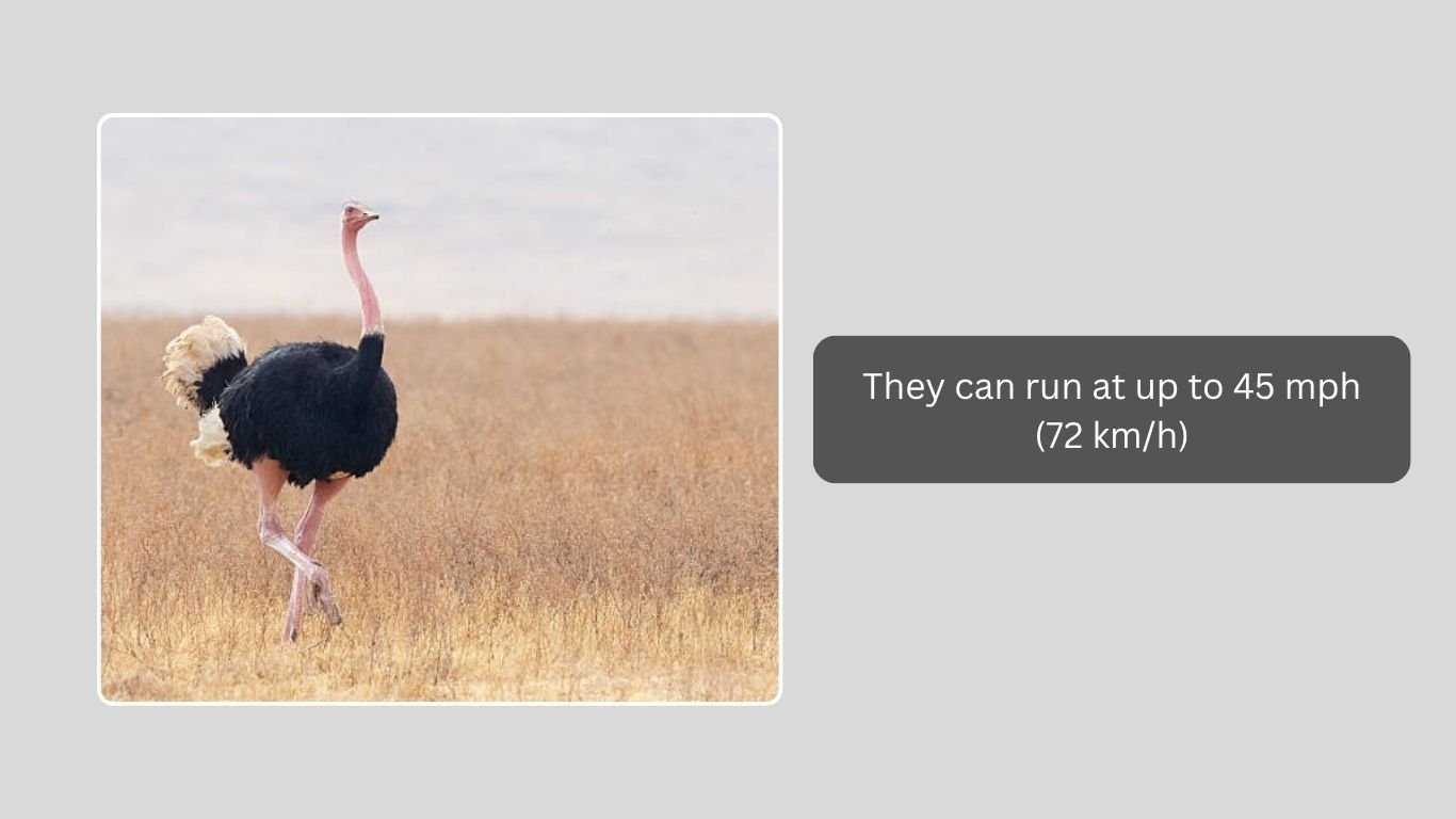 Where Do Ostriches Live: Facts About Their Environments