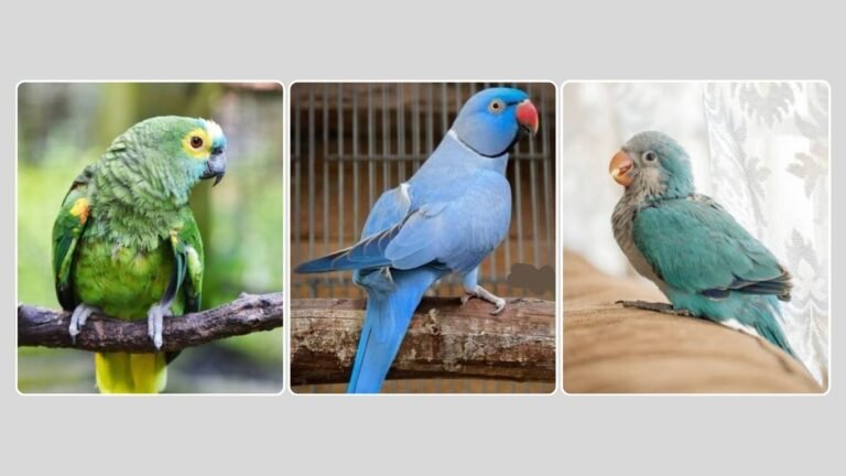 Blue Parrot: Types, Facts, and Pet Care Guide
