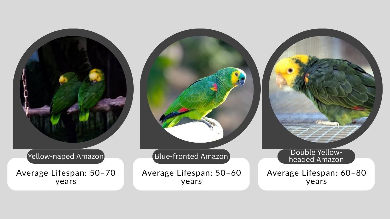 Parrot Lifespan: How Long Do Parrots Live by Species and Care