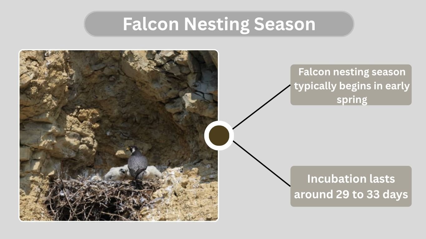 Falcon Bird Nest Explained: Locations, Behavior, and Hidden Habits
