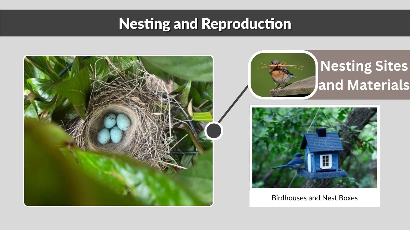 Eastern Bluebird: Identification, Habitat, and Behavior