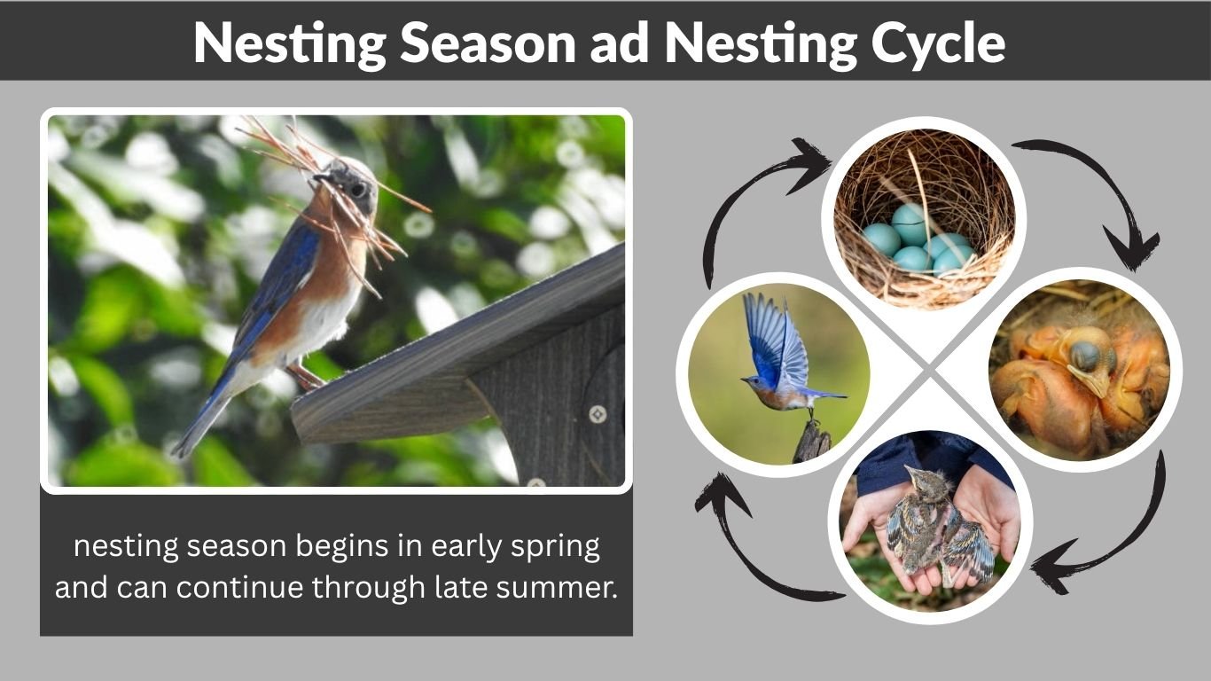 Bluebird Nest Identification and Nesting Habits